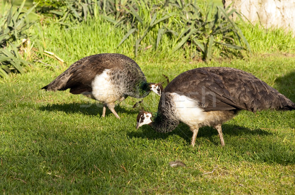 Peahen Bird