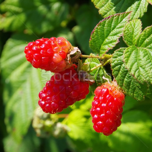 raspberry,akraspberry,rasp(第12页)_大山谷图库