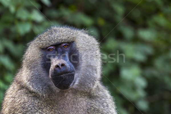 baboon face