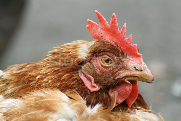 Cara De Pollo De Granja