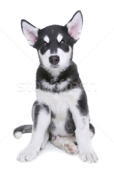 Perro Blanco De Alaska Alaska Malamute Bogotá (Criadero #1 En